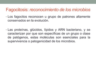 Capitulo 5 los fagocitos y sus receptores | PPTX