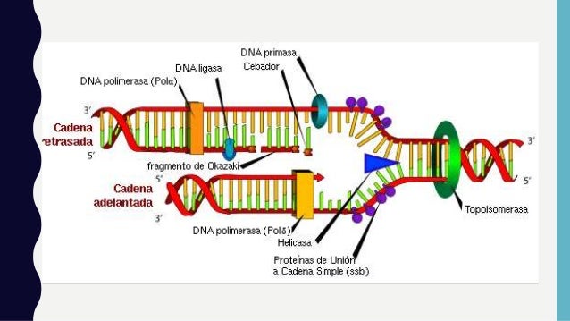 Replicación del ADN y Sistemas de reparación.