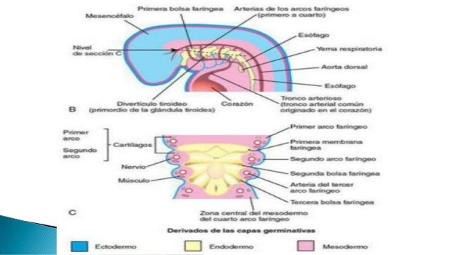 Capitulo 9 aparato faringeo.