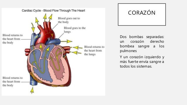 Capitulo 9 el corazon como bomba