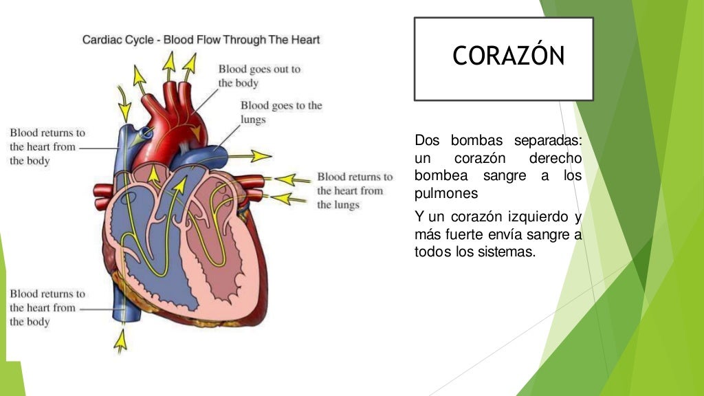 Capitulo9 el corazon como bomba