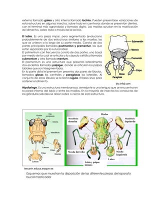 Morfologia de los Insectos | PDF