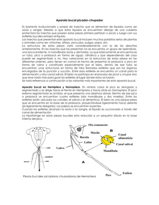 Morfologia de los Insectos | PDF