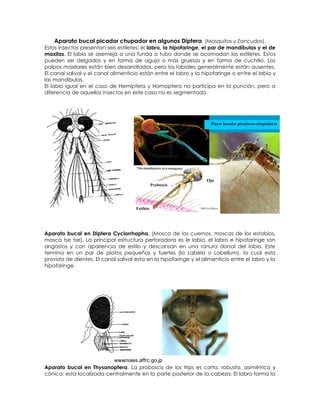 Morfologia de los Insectos | PDF
