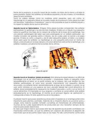Morfologia de los Insectos | PDF