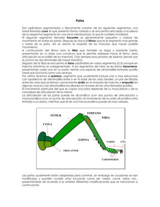 Morfologia de los Insectos | PDF