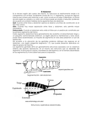Morfologia de los Insectos | PDF