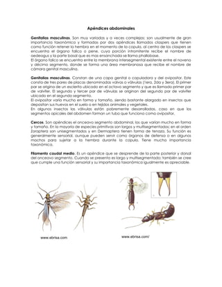 Morfologia de los Insectos | PDF