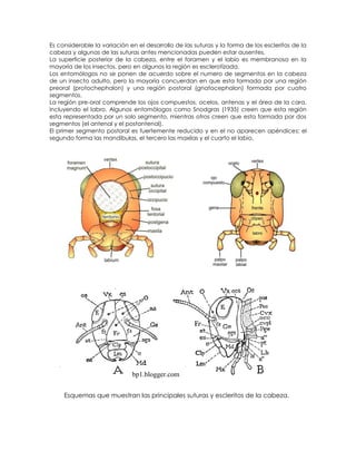 Morfologia de los Insectos | PDF