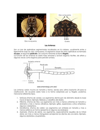 Morfologia de los Insectos | PDF