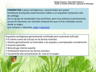 PECES DEL ECUADOR PARA GESTIÓN AMBIENTAL | PDF