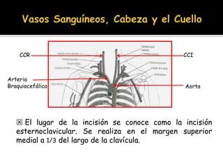 Capitulo IX Anatomia Vascular | PPTX