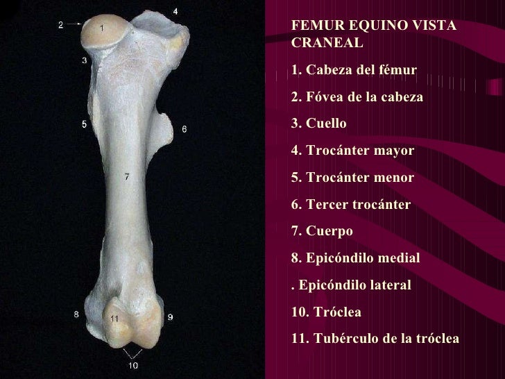Capitulo V Bases Oseas Pelvis Y Muslo