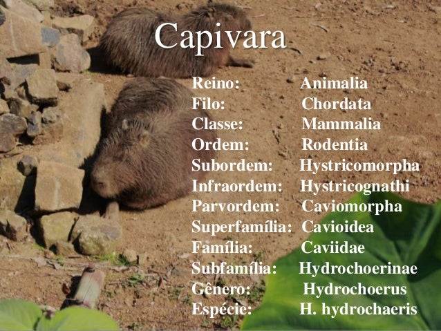 Capivara