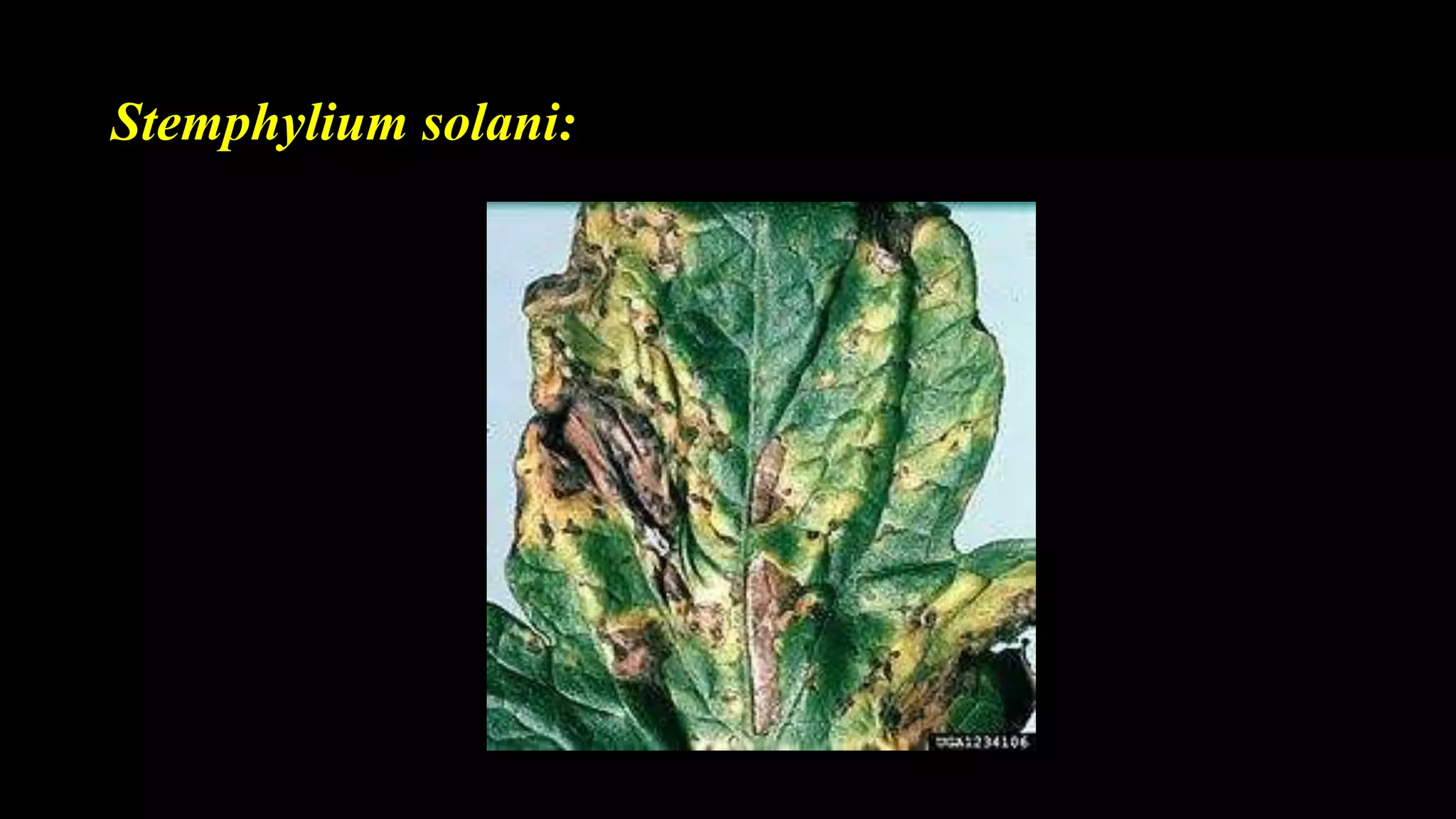 Capnodium symptoms, host range, taxonomy and life cycle of capnodium ...