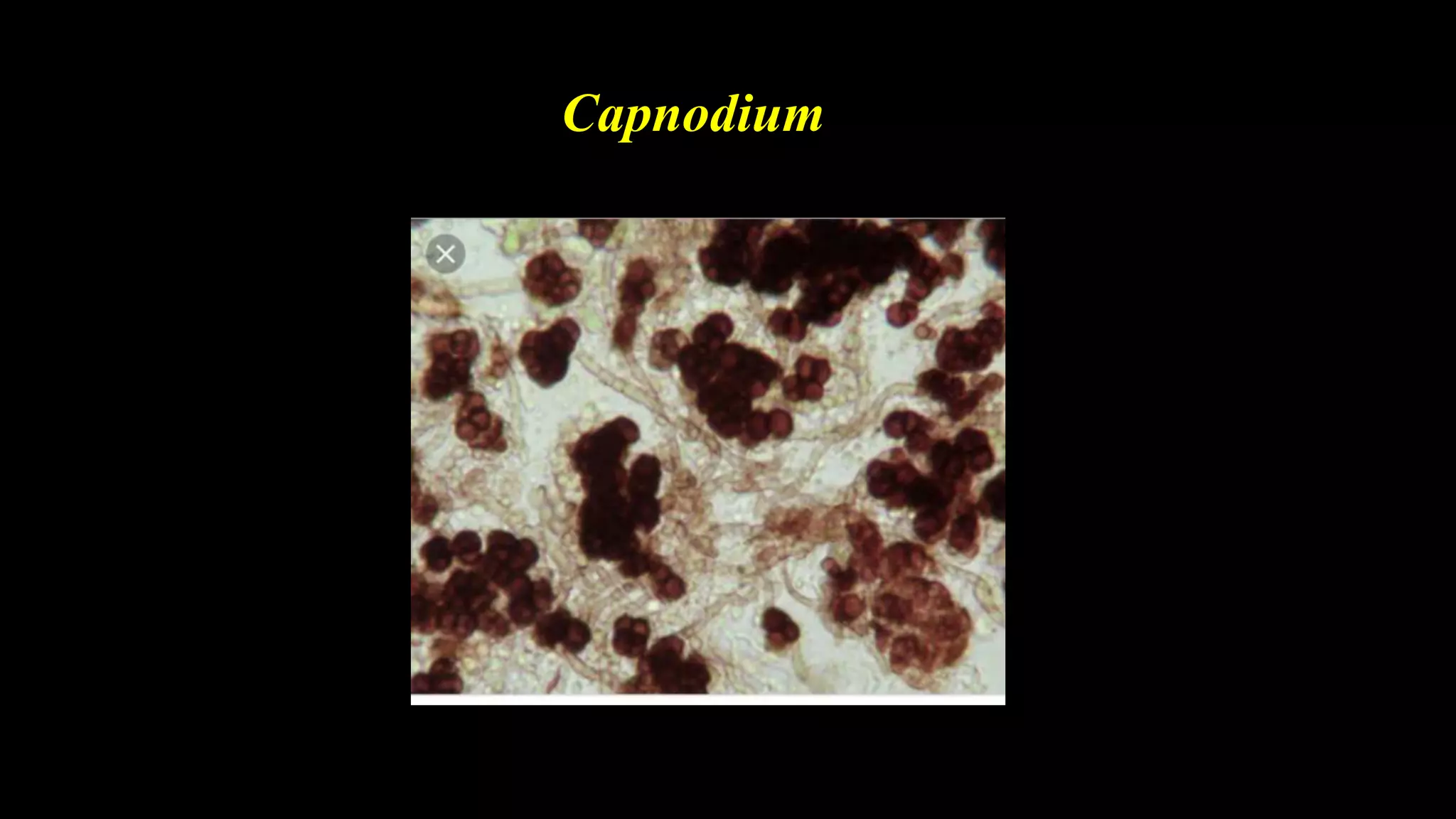 Capnodium symptoms, host range, taxonomy and life cycle of capnodium ...
