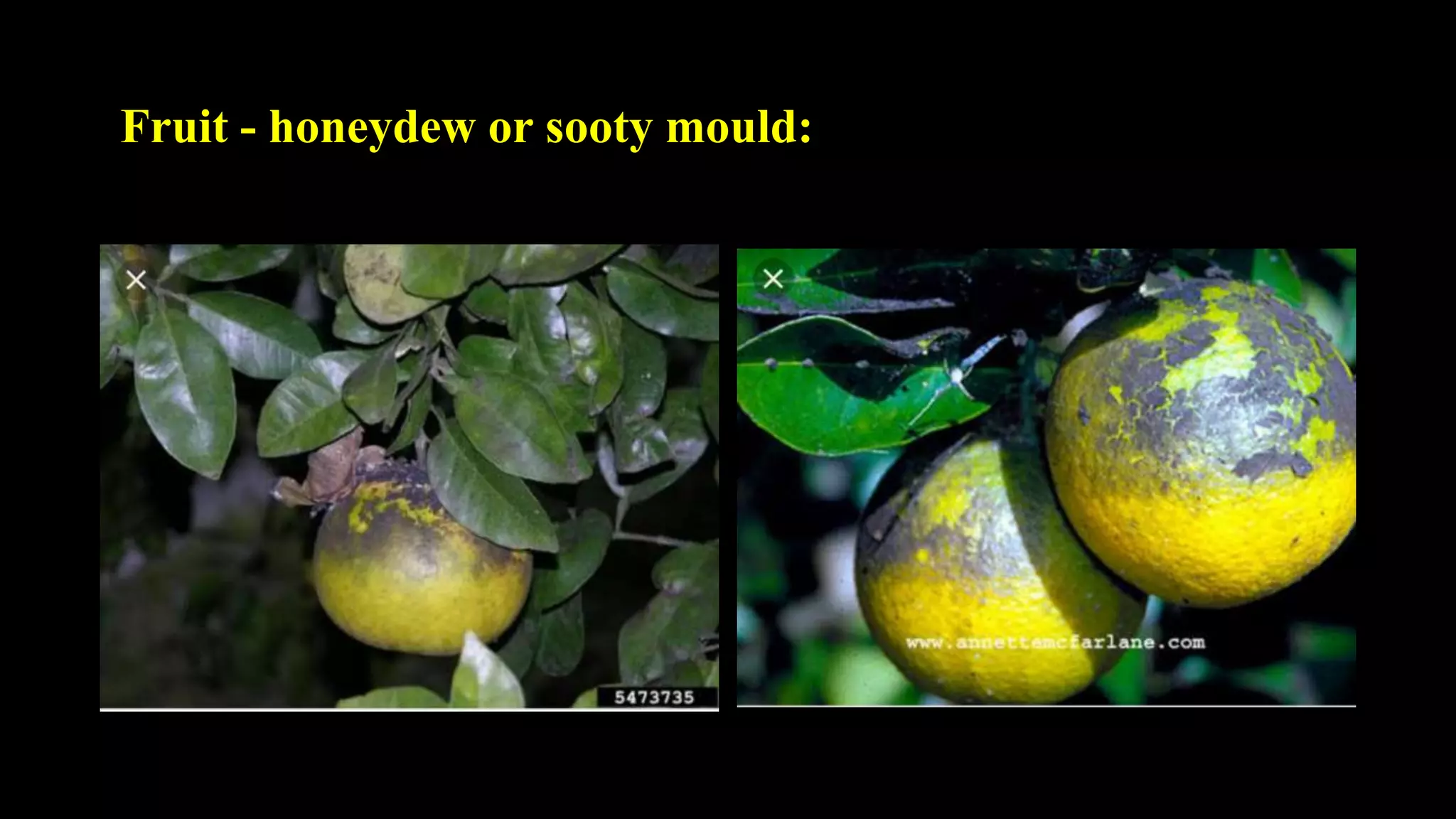 Capnodium symptoms, host range, taxonomy and life cycle of capnodium ...