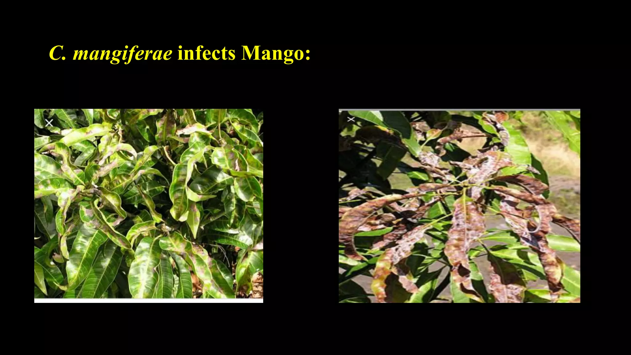 Capnodium symptoms, host range, taxonomy and life cycle of capnodium,…