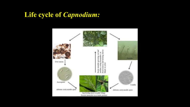 Capnodium symptoms, host range, taxonomy and life cycle of capnodium ...