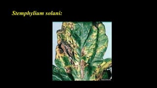 Capnodium symptoms, host range, taxonomy and life cycle of capnodium ...