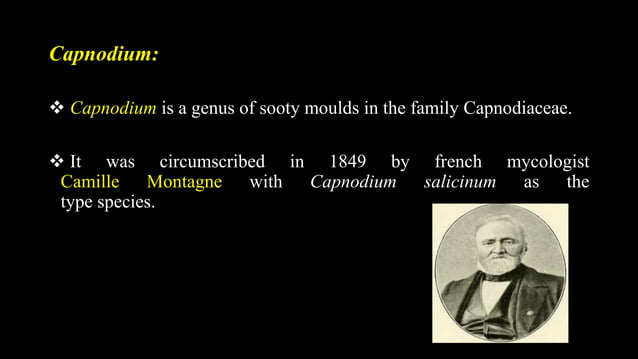 Capnodium symptoms, host range, taxonomy and life cycle of capnodium ...