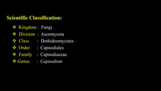 Capnodium symptoms, host range, taxonomy and life cycle of capnodium ...