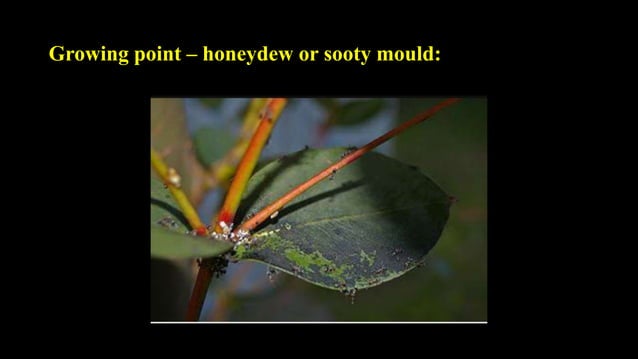 Capnodium symptoms, host range, taxonomy and life cycle of capnodium ...