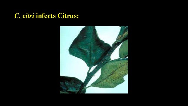 Capnodium symptoms, host range, taxonomy and life cycle of capnodium,…