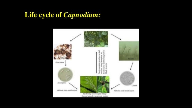 Capnodium symptoms, host range, taxonomy and life cycle of capnodium,…
