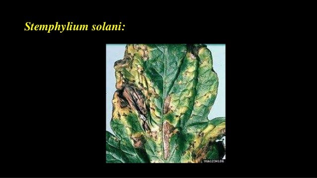 Capnodium symptoms, host range, taxonomy and life cycle of capnodium,…