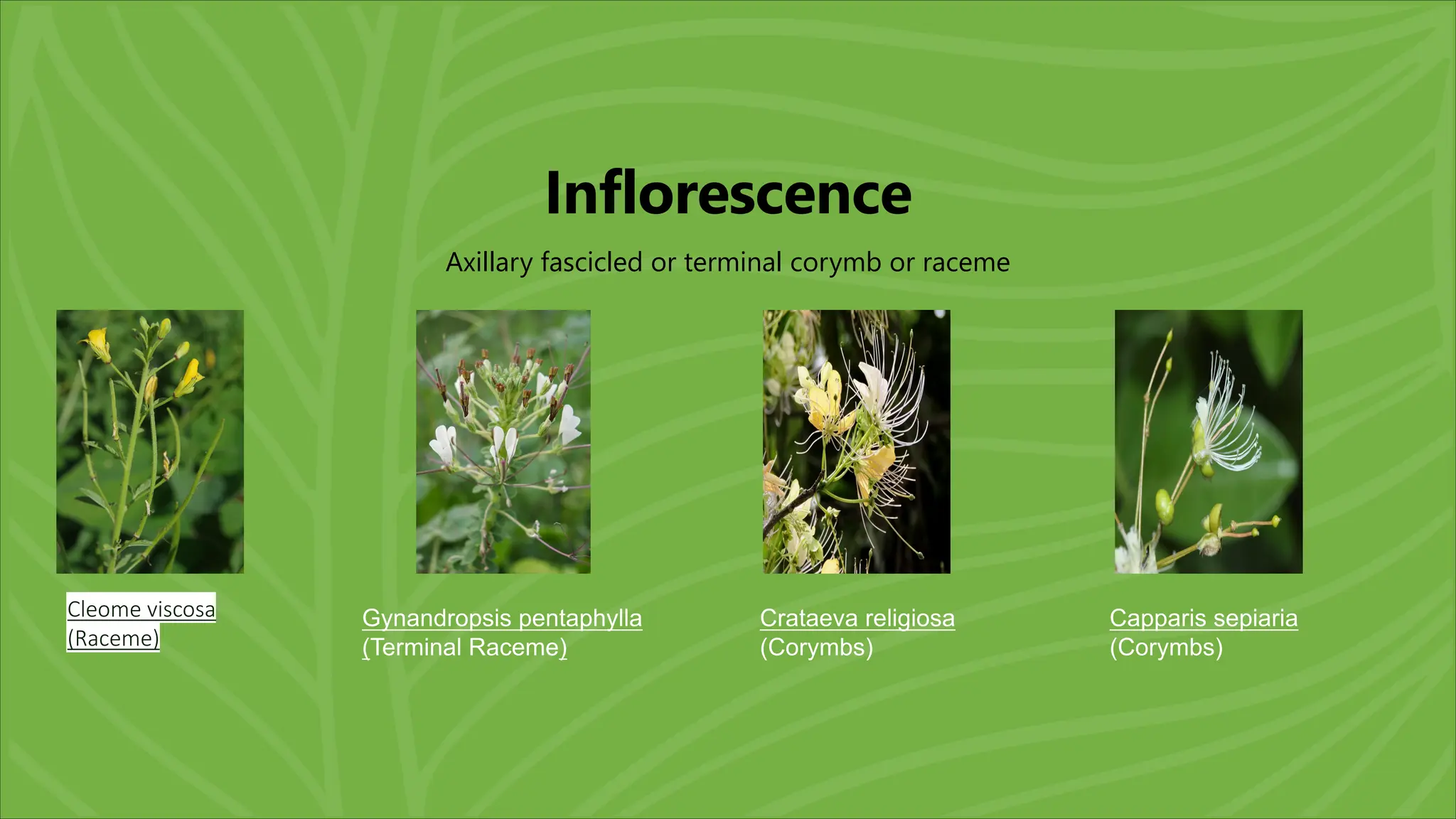 Capparidaceae ( Caper family) from Ahmedabad | PDF