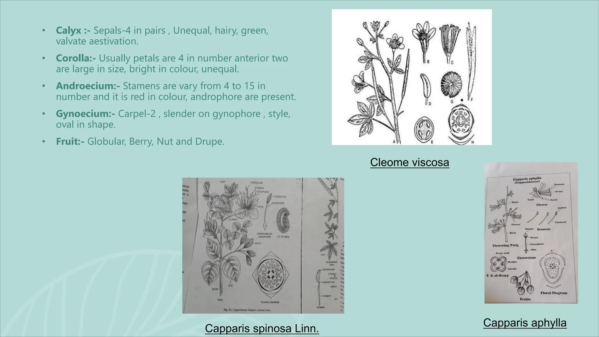 Capparidaceae ( Caper family) from Ahmedabad | PDF