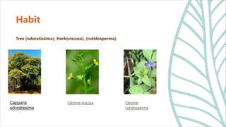 Capparidaceae ( Caper family) from Ahmedabad | PDF