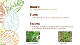 Capparidaceae ( Caper family) from Ahmedabad | PDF