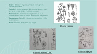 Capparidaceae ( Caper family) from Ahmedabad | PDF