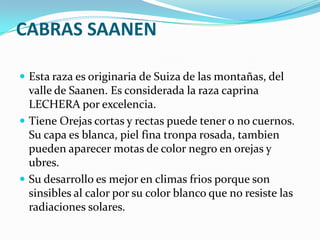 Capricultura razas | PPTX