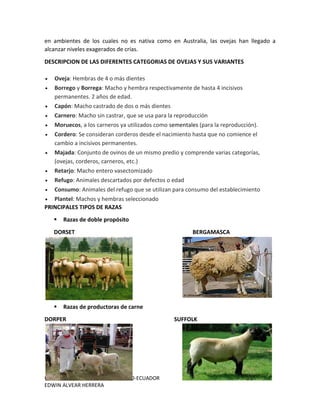 Manejo de Cabras y Ovejas | PDF