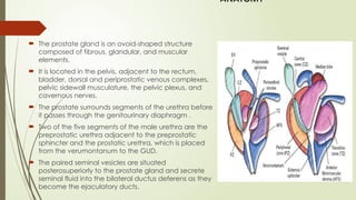 ca prostate-anatomy to diagnostic work up | PPTX
