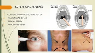 caps, 7, day 5.pptx. . | PPT