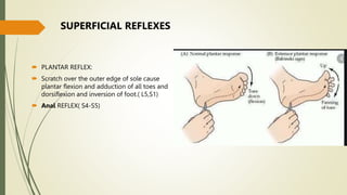 caps, 7, day 5.pptx. . | PPT