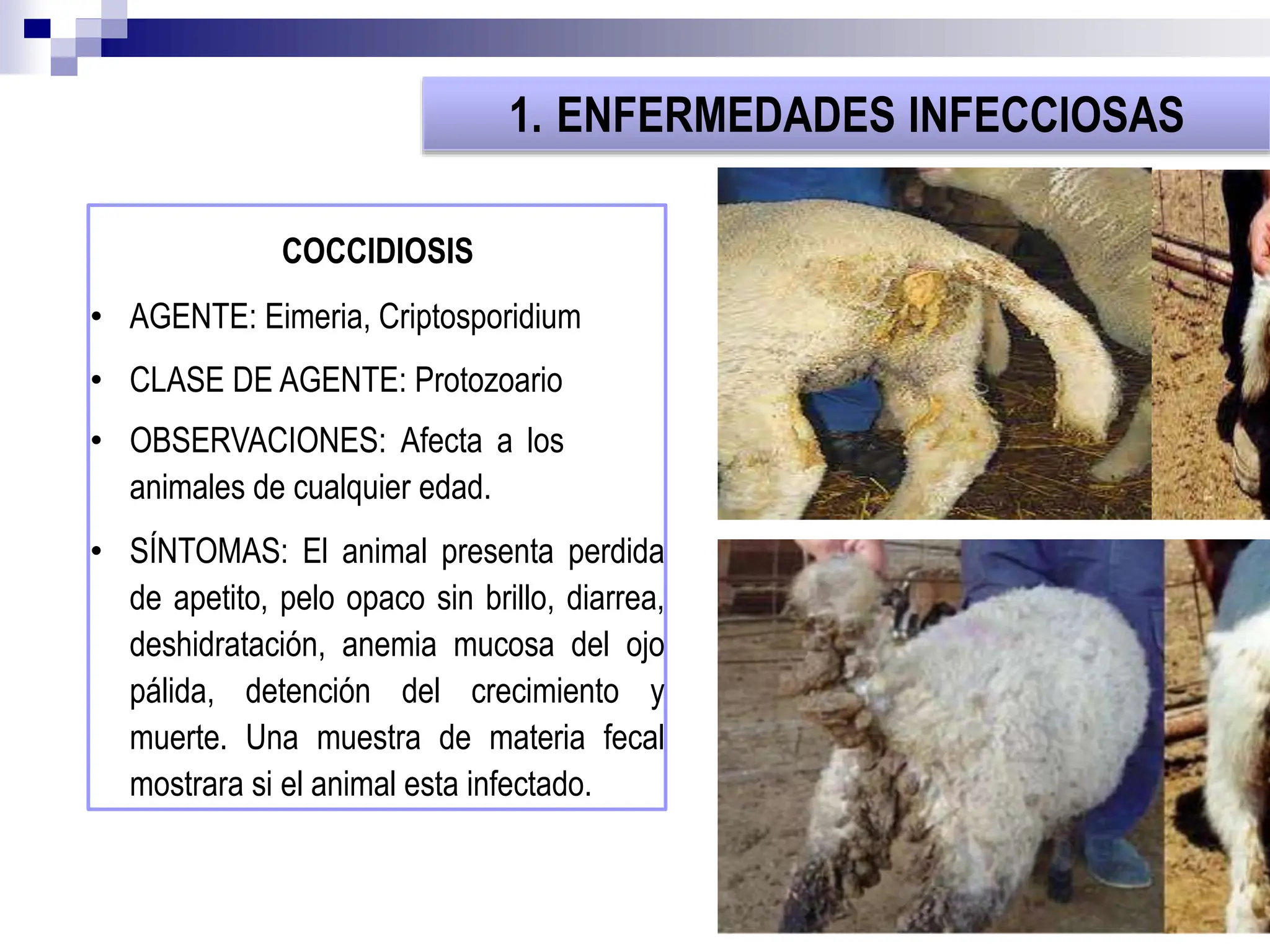 cap SANIDAD ANIMAL_01.pptx crianza de ovinos | PPTX