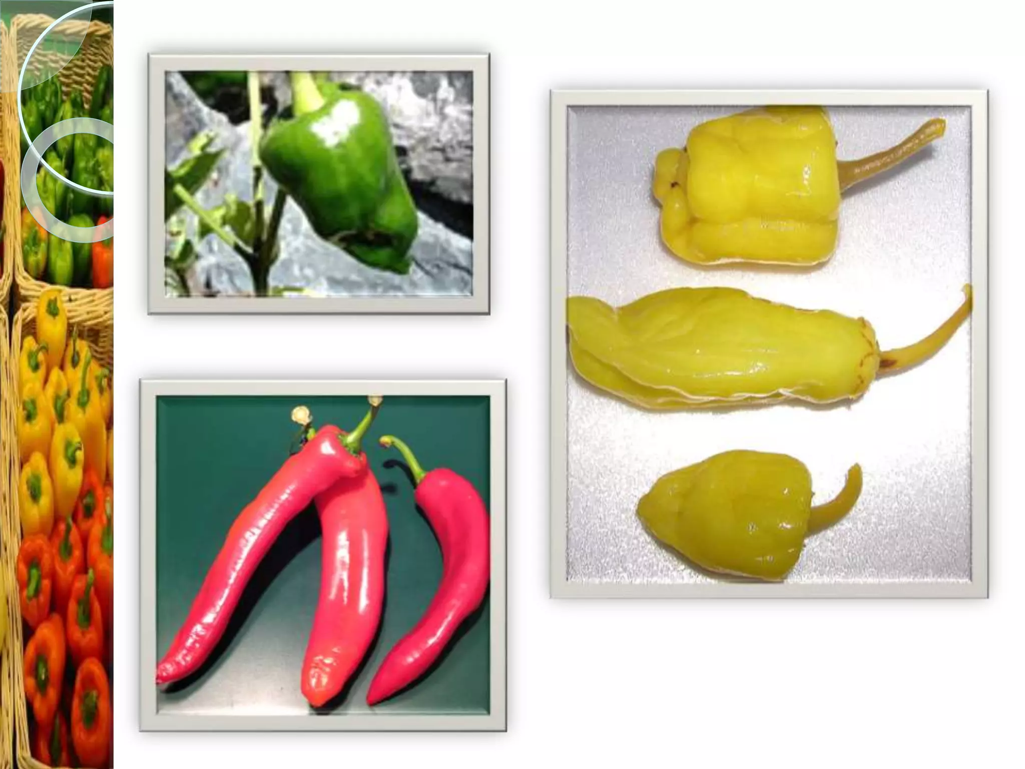 Capsicum ( Capsicum annuum L. ) | PPTX