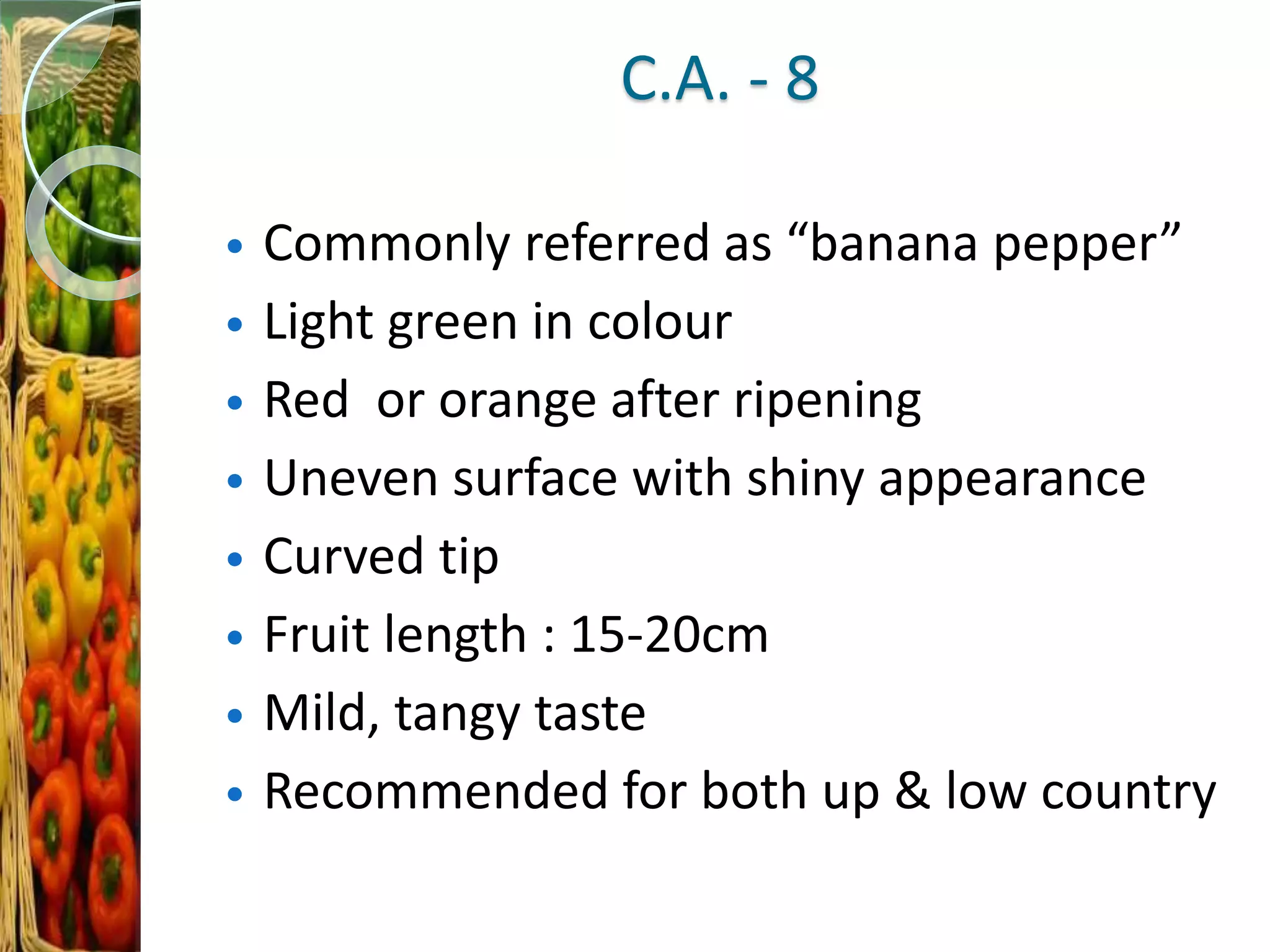 Capsicum ( Capsicum annuum L. ) | PPTX