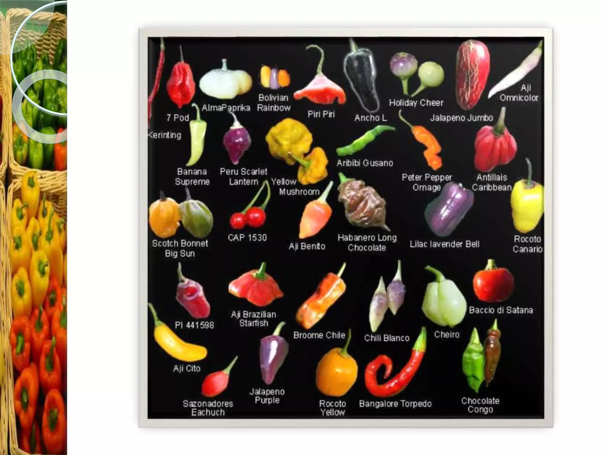 Capsicum ( Capsicum annuum L. ) | PPTX