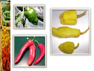 Capsicum ( Capsicum annuum L. ) | PPTX