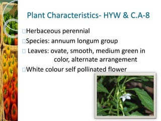 Capsicum ( Capsicum annuum L. ) | PPTX