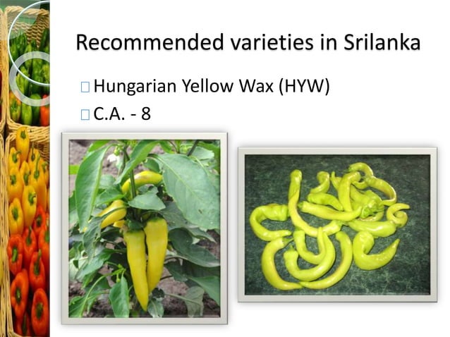 Capsicum ( Capsicum annuum L. ) | PPTX | Gardening | Home & Garden