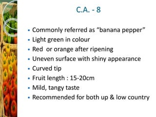 Capsicum ( Capsicum annuum L. ) | PPTX