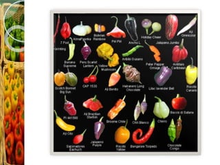 Capsicum ( Capsicum annuum L. ) | PPTX