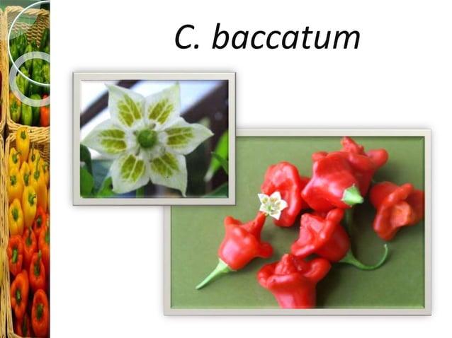 Capsicum ( Capsicum annuum L. ) | PPTX | Gardening | Home & Garden